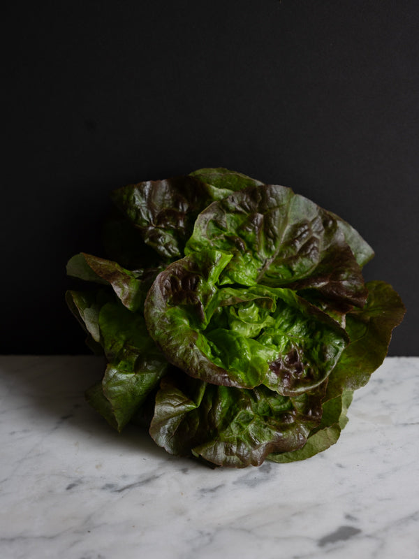 Little Gem Lettuce Head – Tenderwild Farm