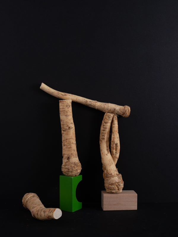 Horseradish (1/2 lb) – Tenderwild Farm